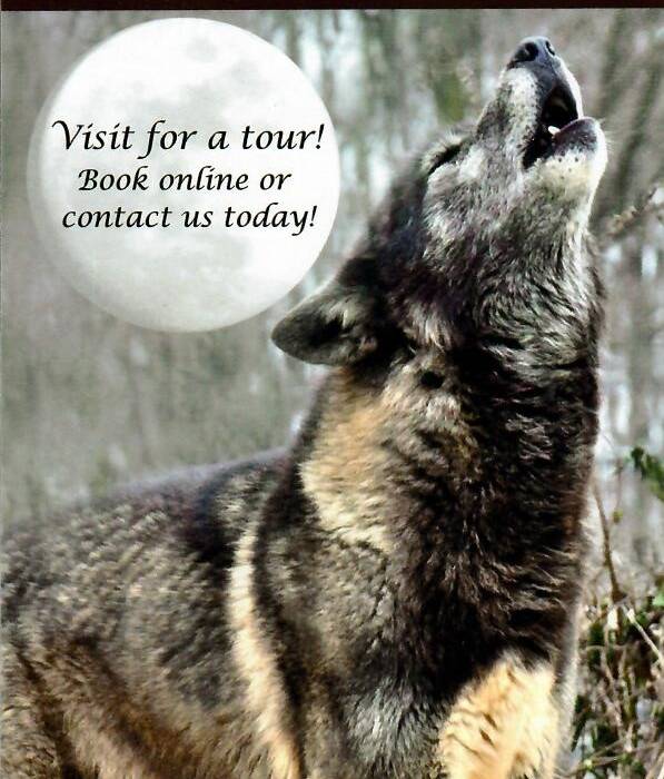 Wolf Sanctuary of PA - Getaways On Display